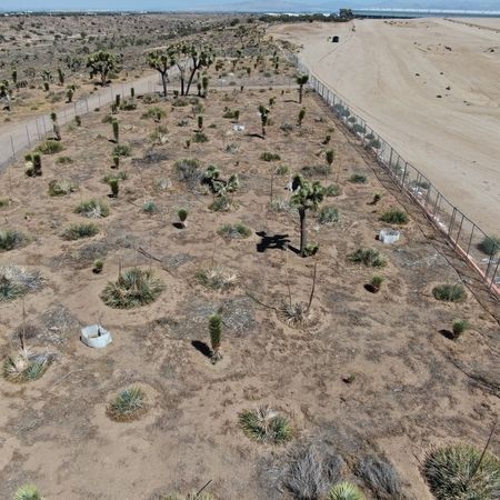 Expert Tree Relocation Service in California | Any Palm or Tree