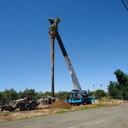 Expert Tree Relocation Service in California | Any Palm or Tree
