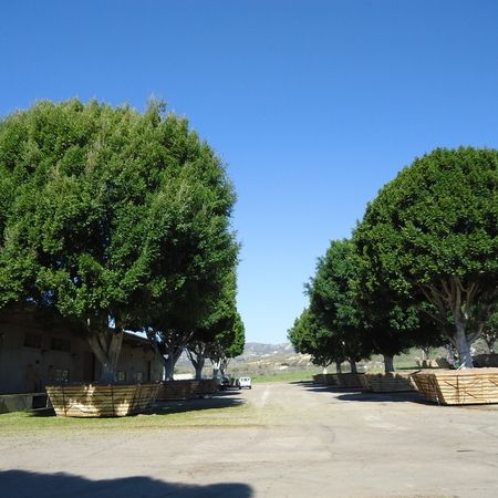 Expert Tree Relocation Service in California | Any Palm or Tree