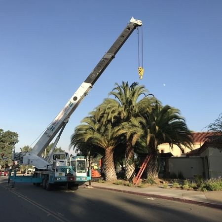 Expert Tree Relocation Service in California | Any Palm or Tree