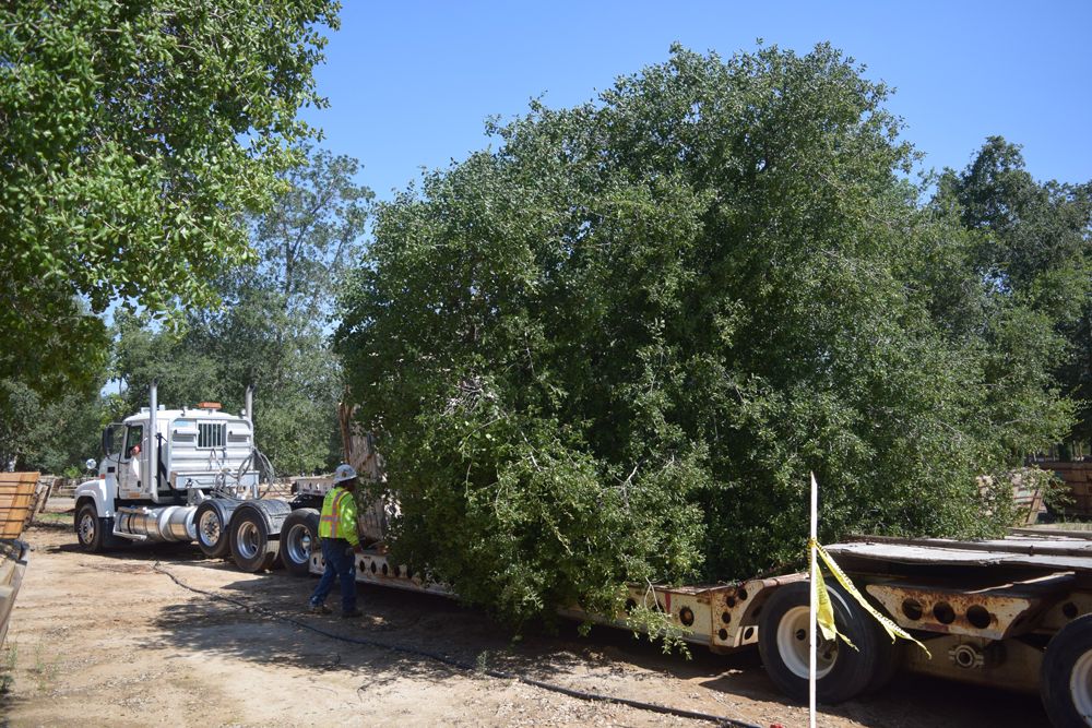 Expert Tree Relocation Service in California | Any Palm or Tree