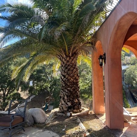 Palm Tree Salvage: Serving the landscape industry for 30 years