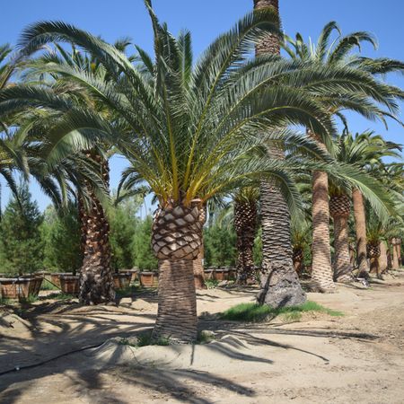 Palm Tree Salvage: Serving the landscape industry for 30 years