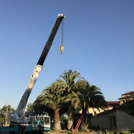 Palm Tree Salvage: Serving the landscape industry for 30 years