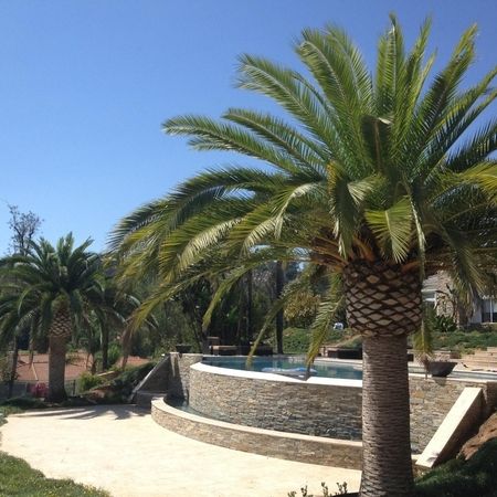 Palm Tree Salvage: Serving the landscape industry for 30 years