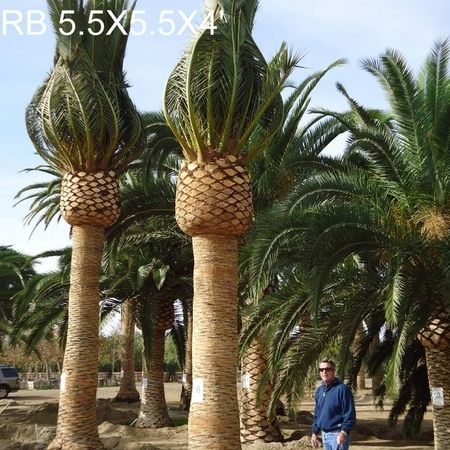 Palm Trees and Phoenix Canariensis for Los Angeles an beyond
