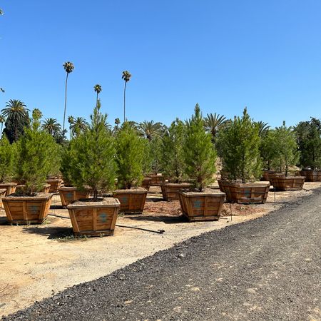 Pinus Pinea Specimens for Los Angeles and Las Vegas