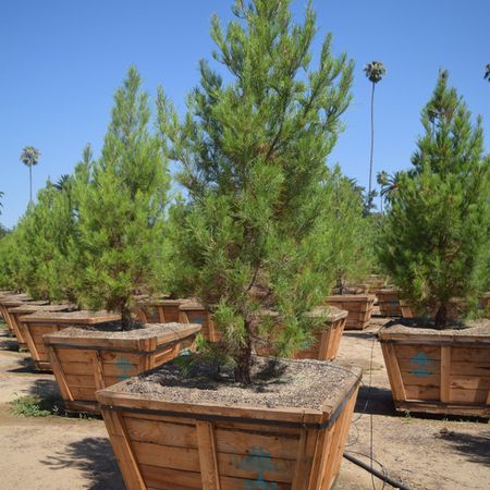Pinus Pinea Specimens for Los Angeles and Las Vegas