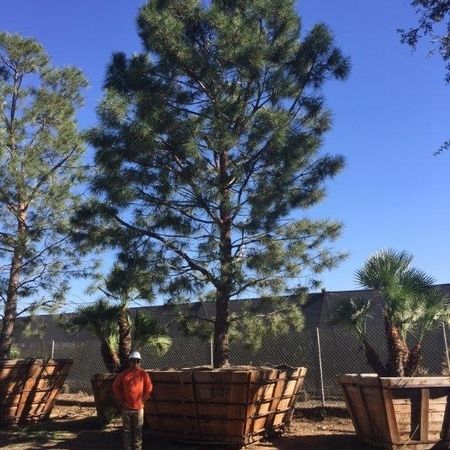 Pinus Pinea Specimens for Los Angeles and Las Vegas