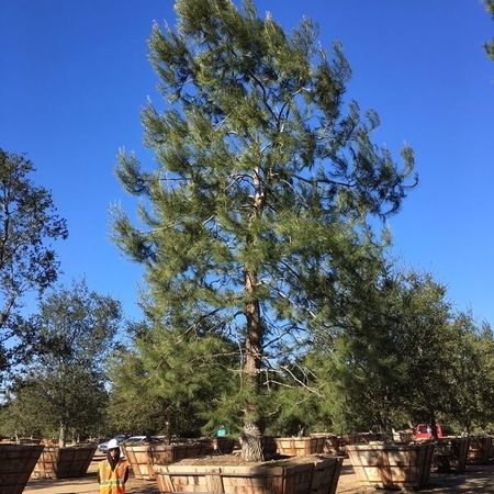 Pinus Pinea Specimens for Los Angeles and Las Vegas