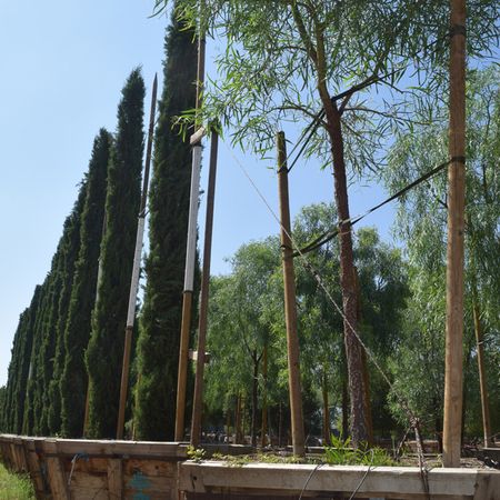 Various Tree Specimens for Los Angeles, Las Vegas | California