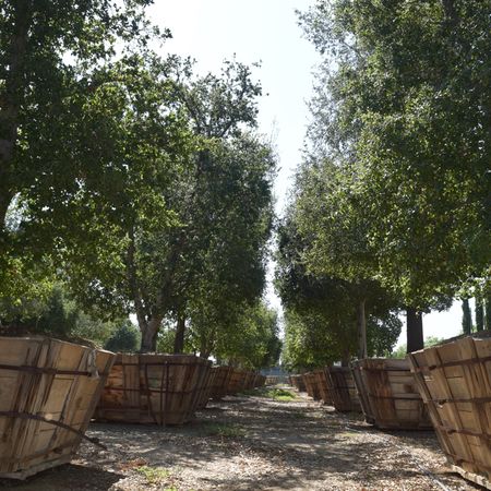 Various Tree Specimens for Los Angeles, Las Vegas | California