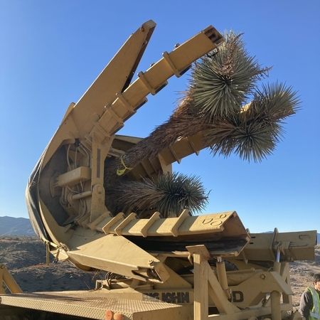 Western Joshua Trees - Expert Tree Services in California