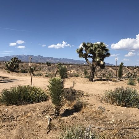 Western Joshua Trees - Expert Tree Services in California
