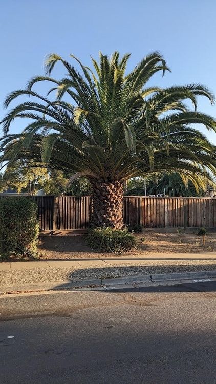 Palm Tree Salvage: Serving the landscape industry for 30 years