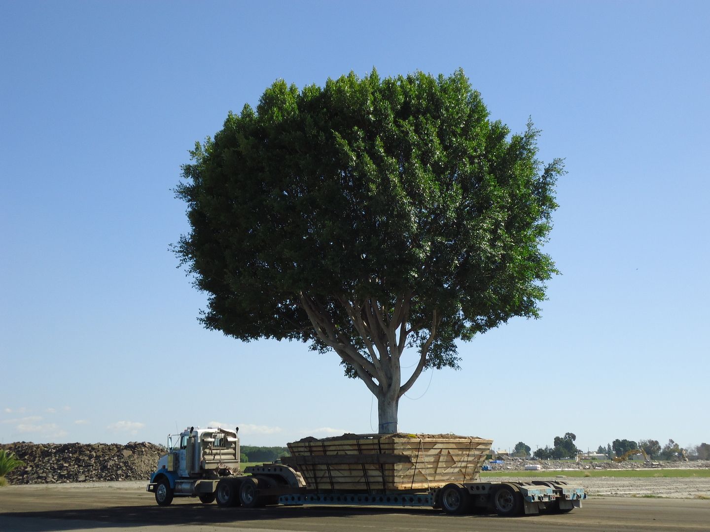 Expert Tree Relocation Service in California | Any Palm or Tree