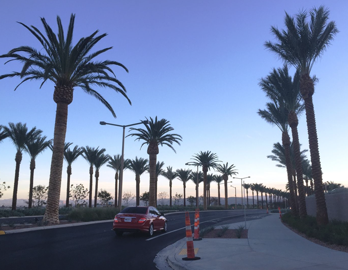 Palm Tree Nursery | Tree Installation | Relocation | California