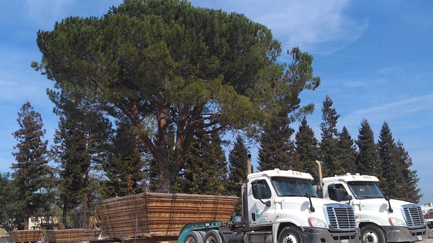 The Landscape Center’s relocation and preservation division