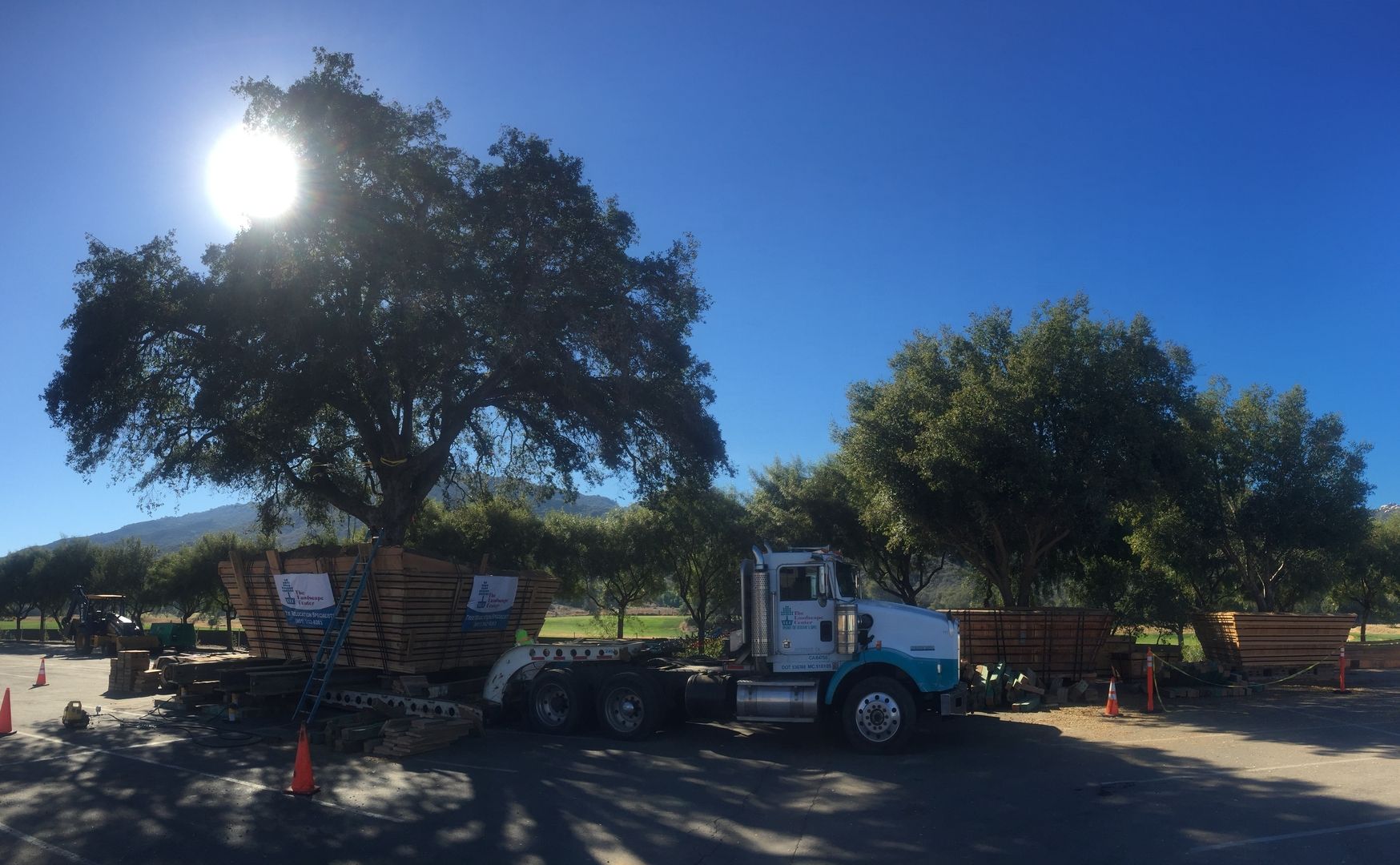 Expert Tree Relocation Service in California | Any Palm or Tree