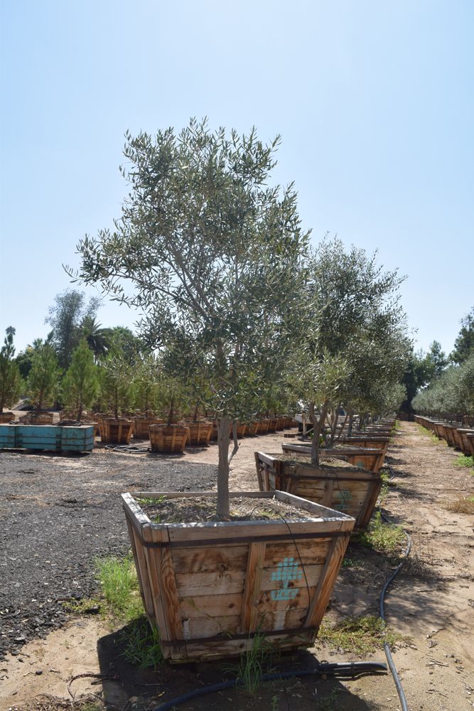 Various Tree Specimens for Los Angeles, Las Vegas | California