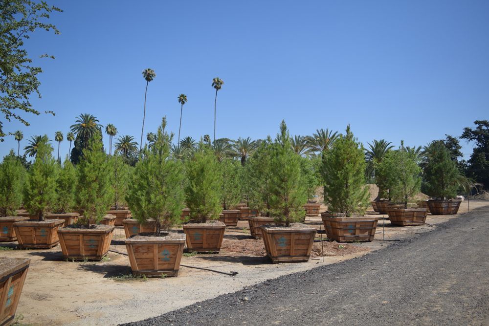 Pinus Pinea Specimens for Los Angeles and Las Vegas
