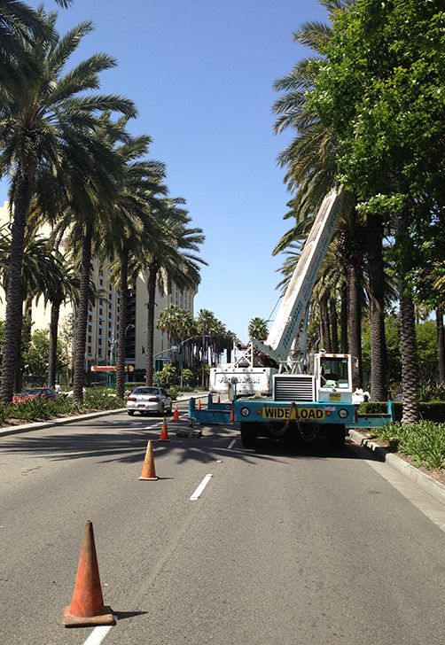 Tree Installation, Relocation & Preservation In California